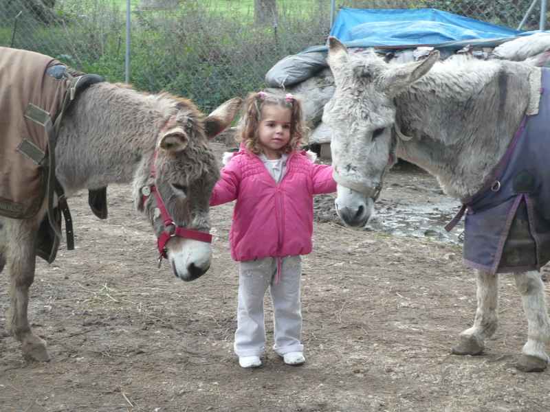 Corfu Donkey Rescue - Home