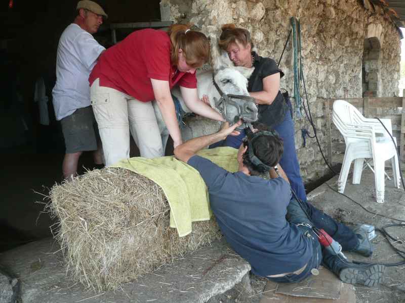 Corfu Donkey Rescue - Home